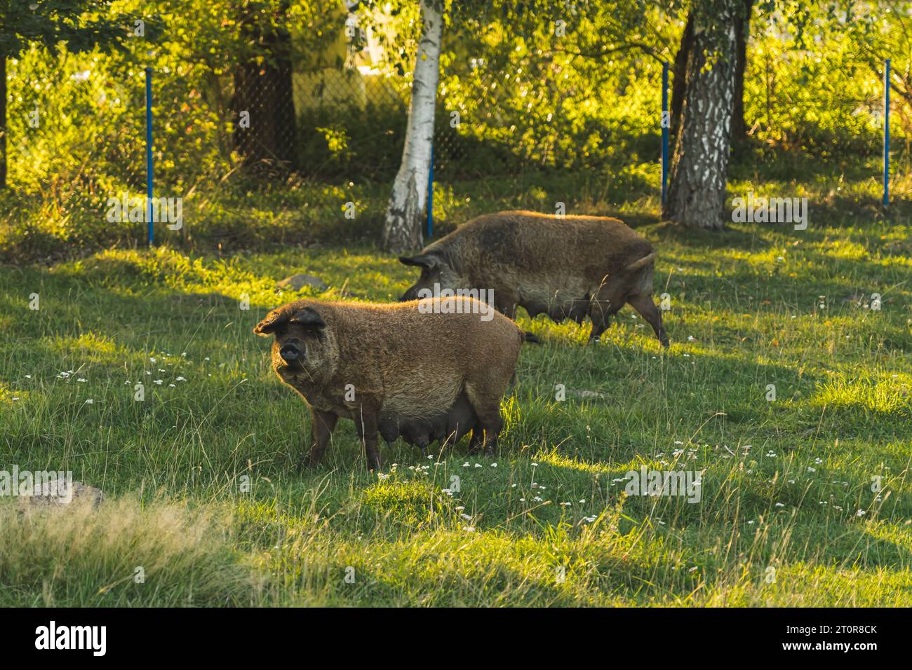 Pigs running free hi-res stock photography and images - Alamy