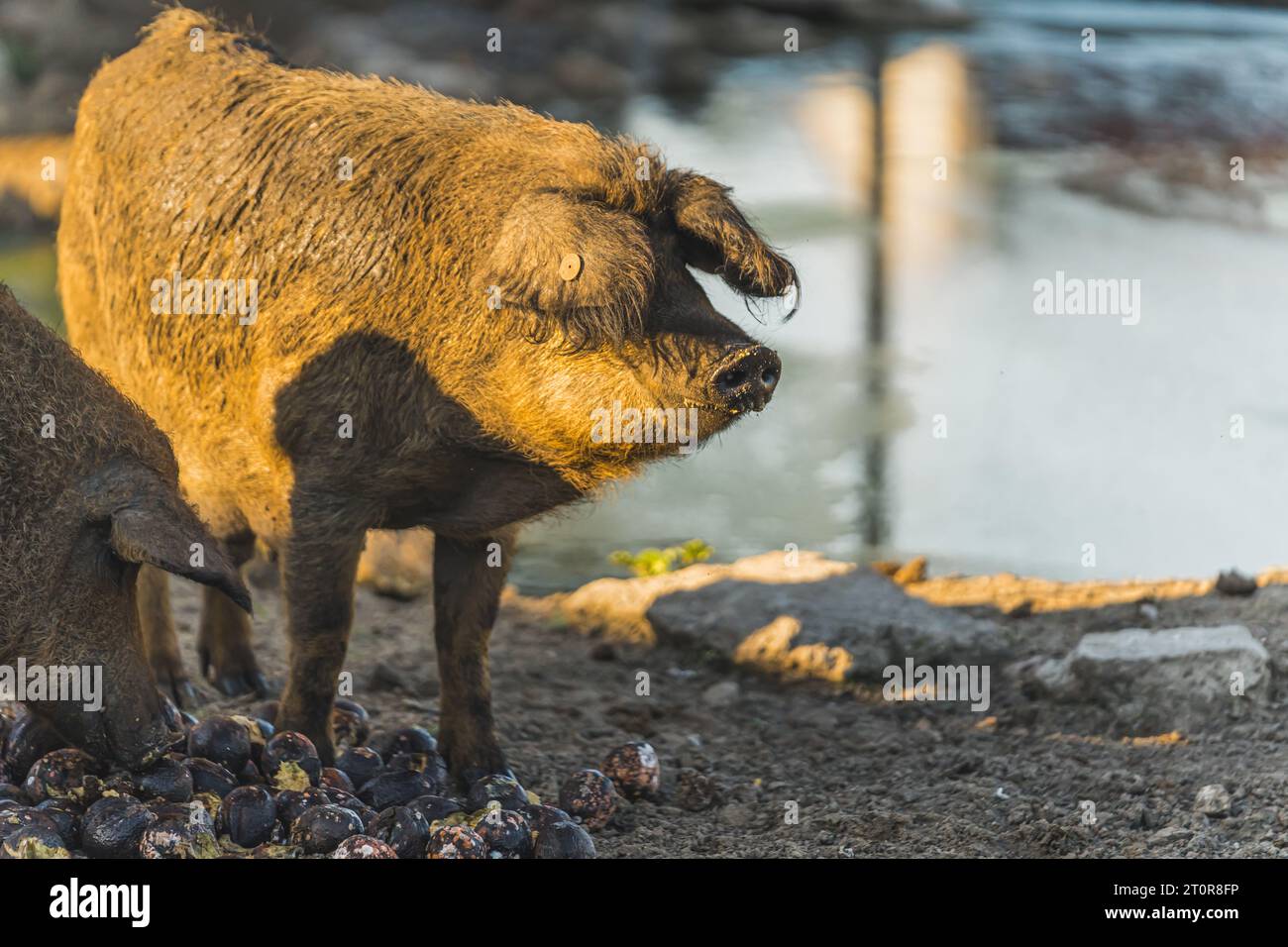 Puddle farm hi-res stock photography and images - Alamy