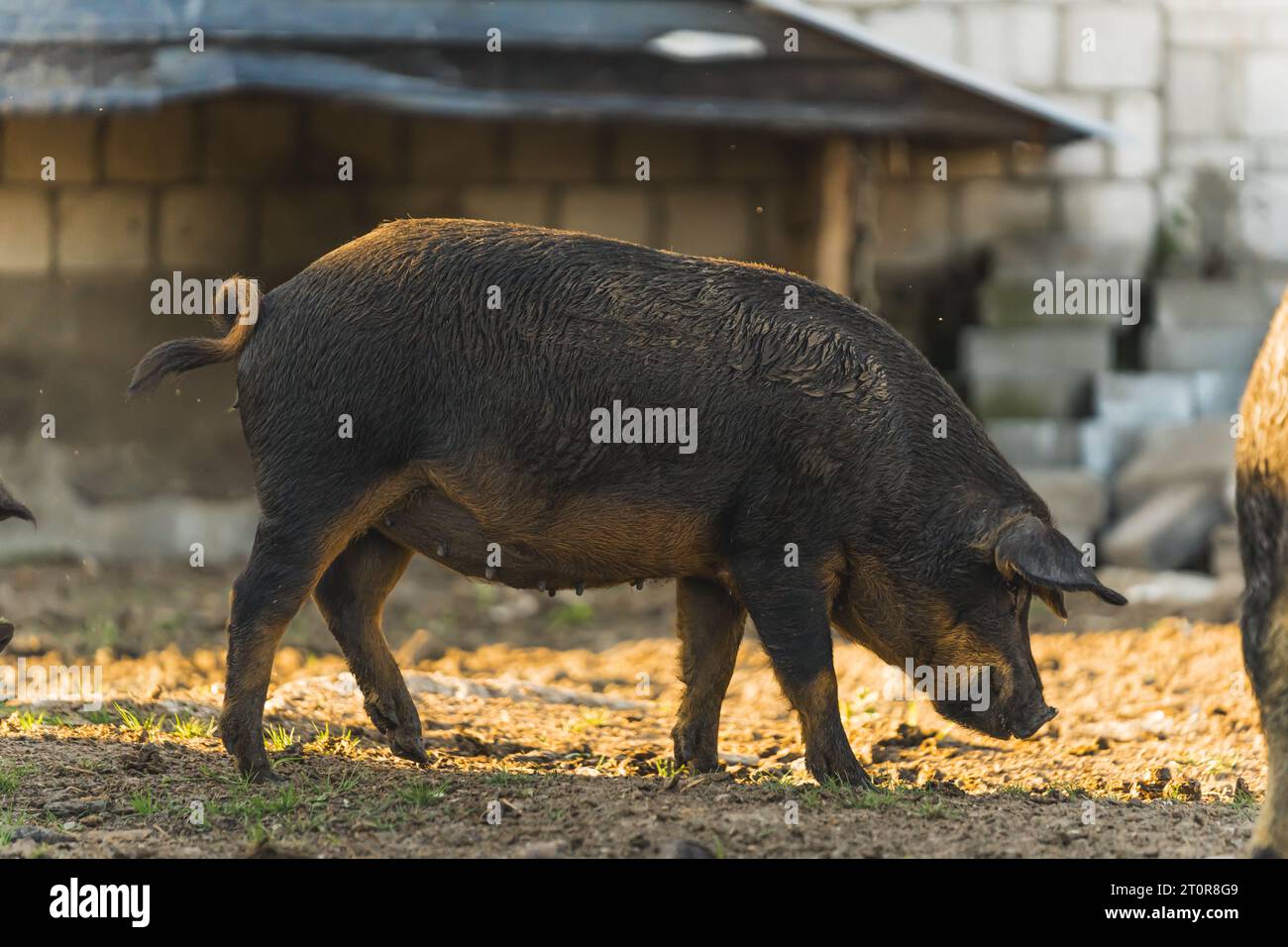 Mangalitsa wool pig hi-res stock photography and images - Alamy