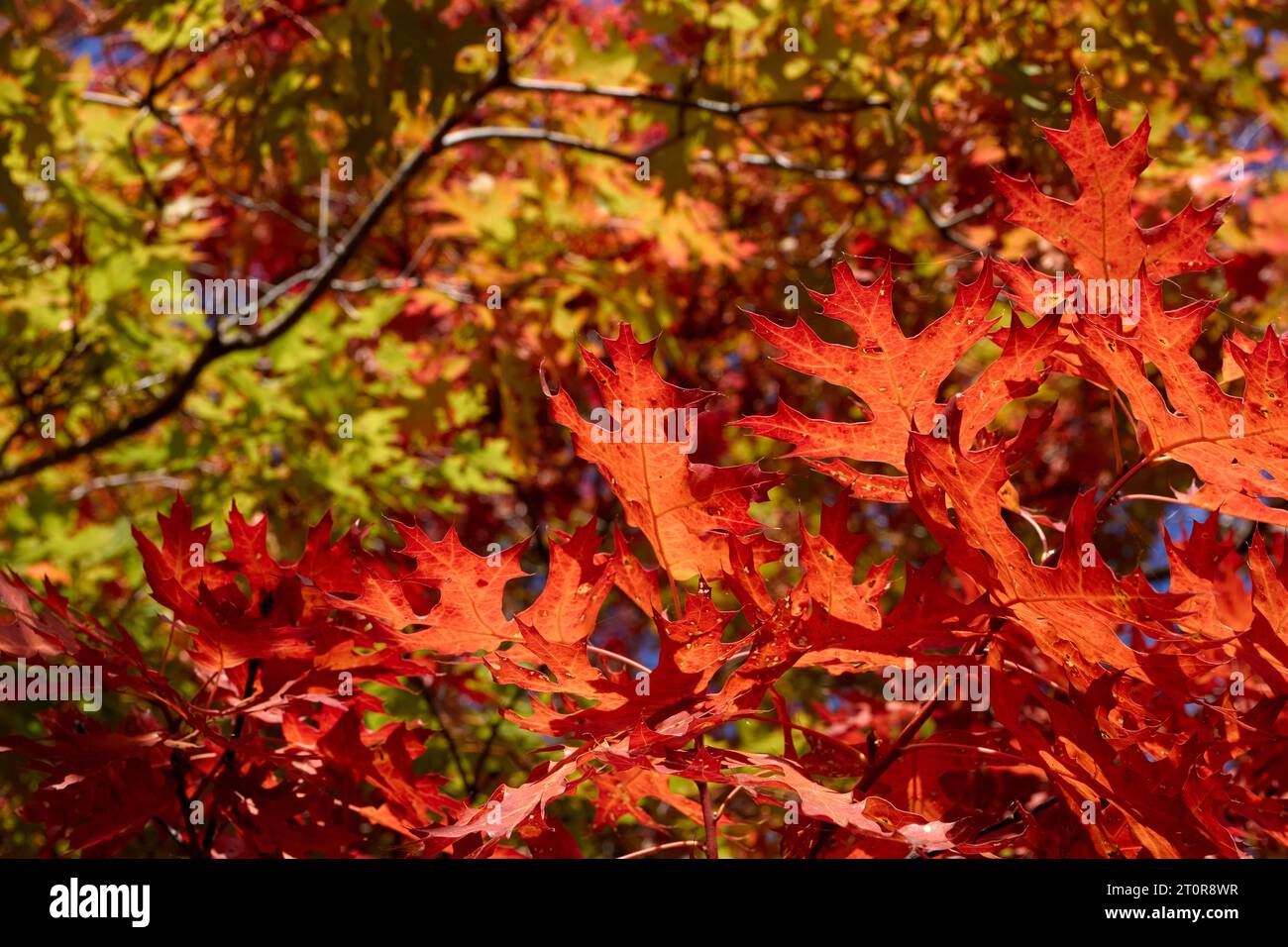Fire engine red hi-res stock photography and images - Alamy