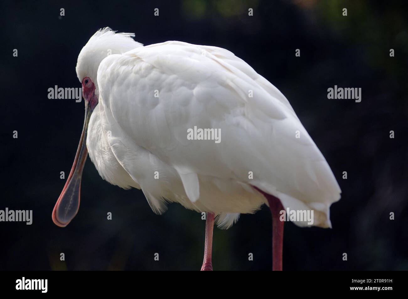 SPOONBILL , BIRDWORLD, FARNHAM, SURREY. PIC MIKE WALKER 2023 Stock ...