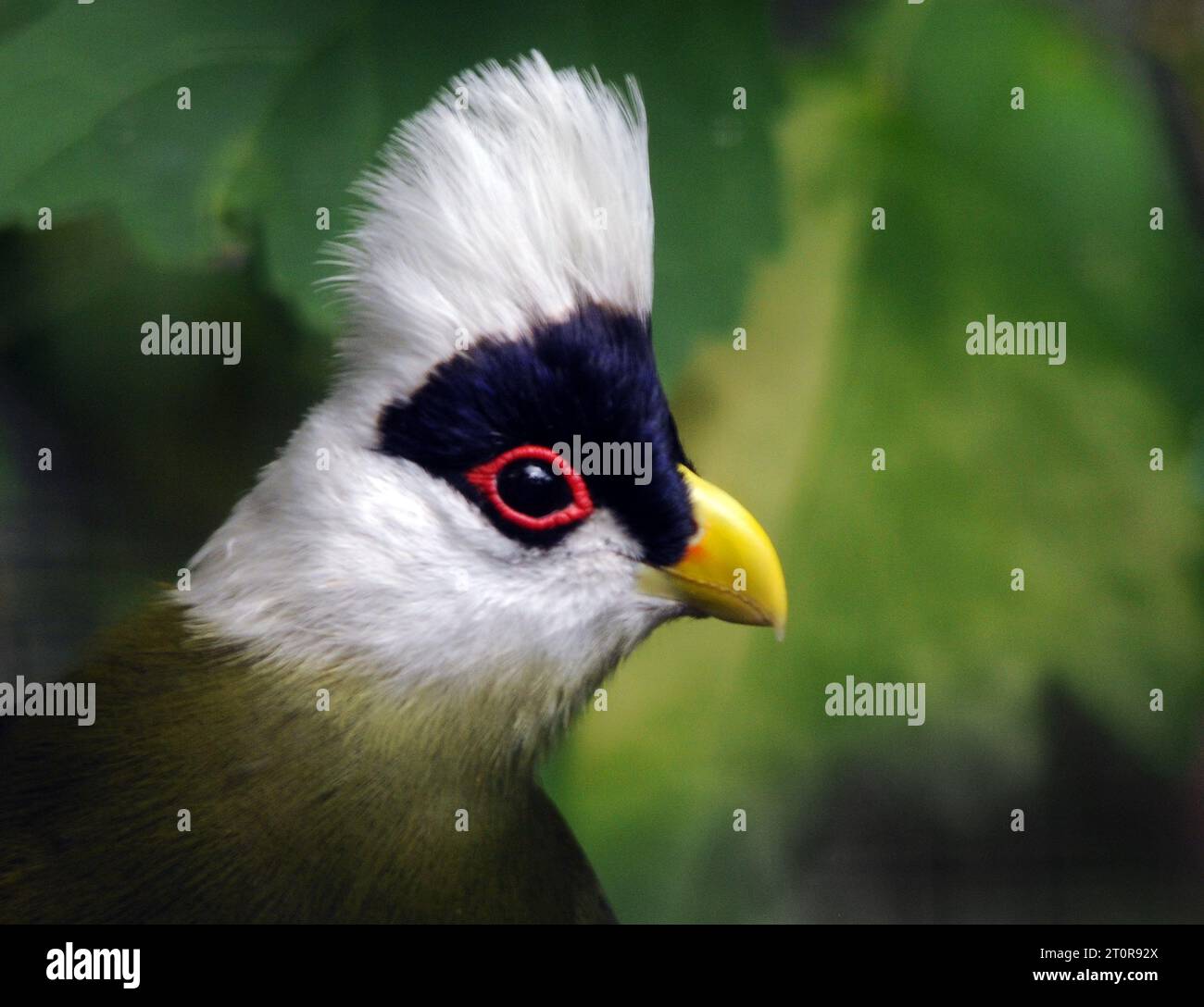 WHITE CRESTED TURACO, BIRDWORLD, FARNHAM, SURREY. PIC MIKE WALKER 2023 ...