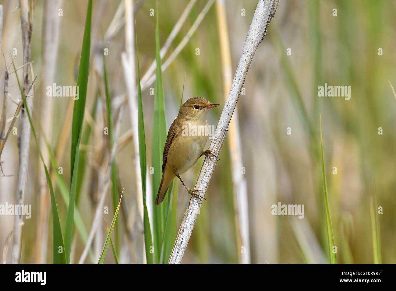 Common reed warbler (Acrocephalus scirpaceus) singing in reeds Stock ...
