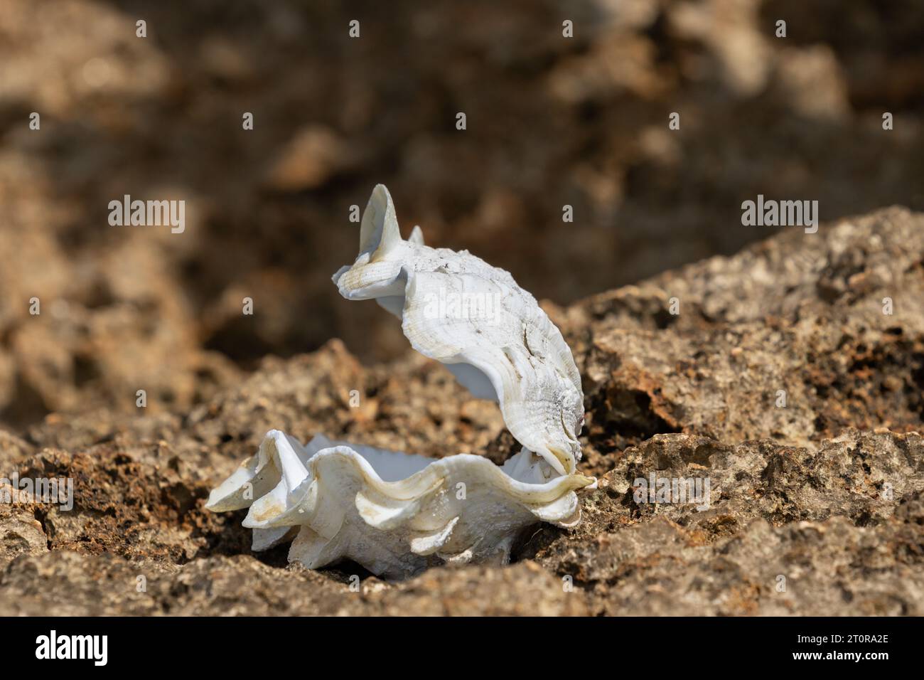 Fluted Giant Clam or Tridacna squamosa open and washed-up on coral ...
