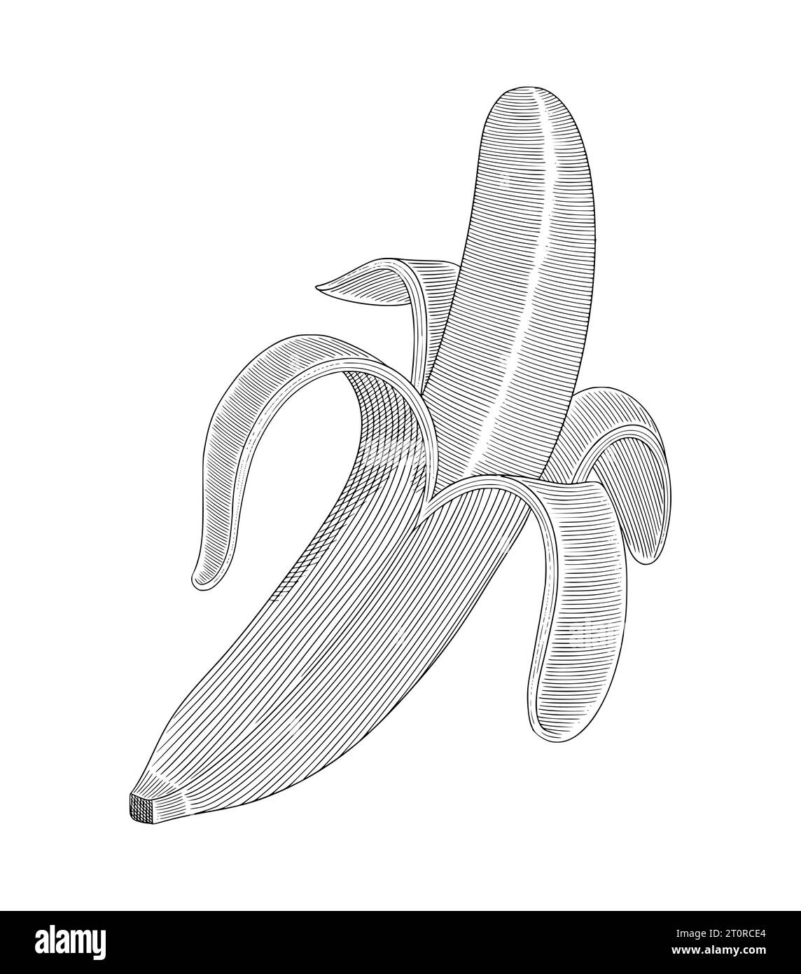 Banana ripe, Vintage engraving drawing style illustration Stock Vector ...