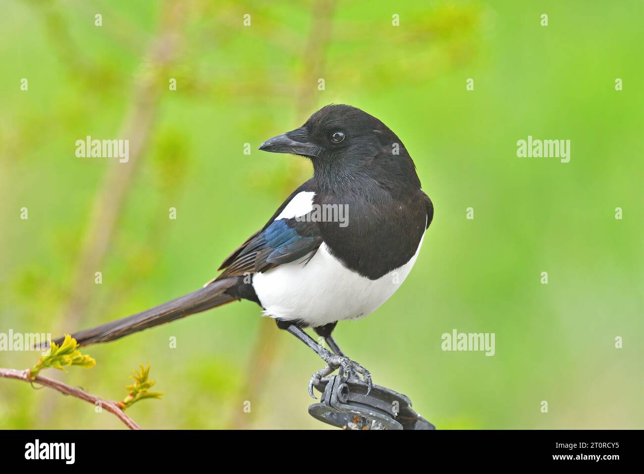 The Eurasian magpie, common magpie (Pica pica). Green background Stock ...