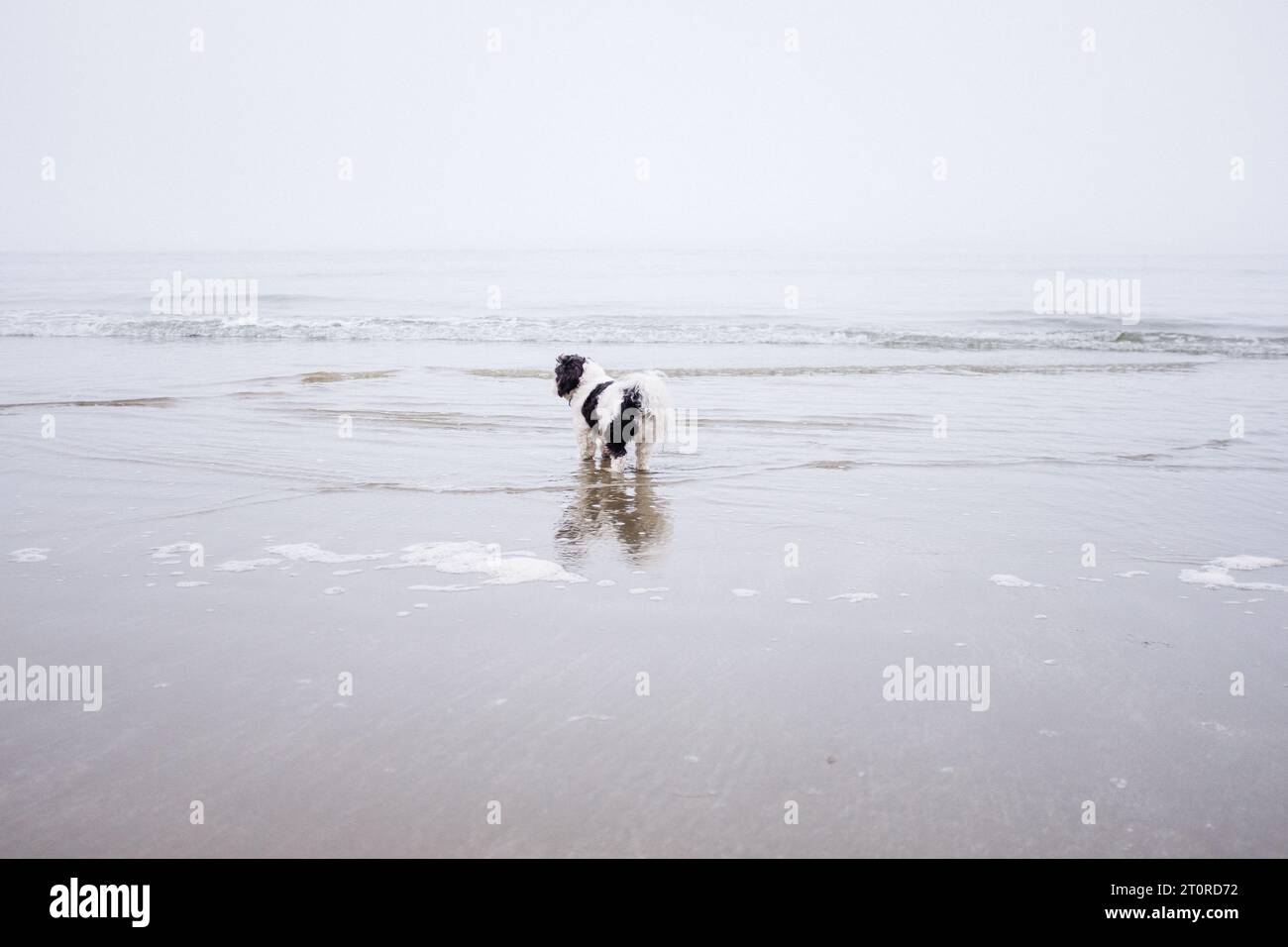 A lovely Shih Tzu on the beach Stock Photo - Alamy