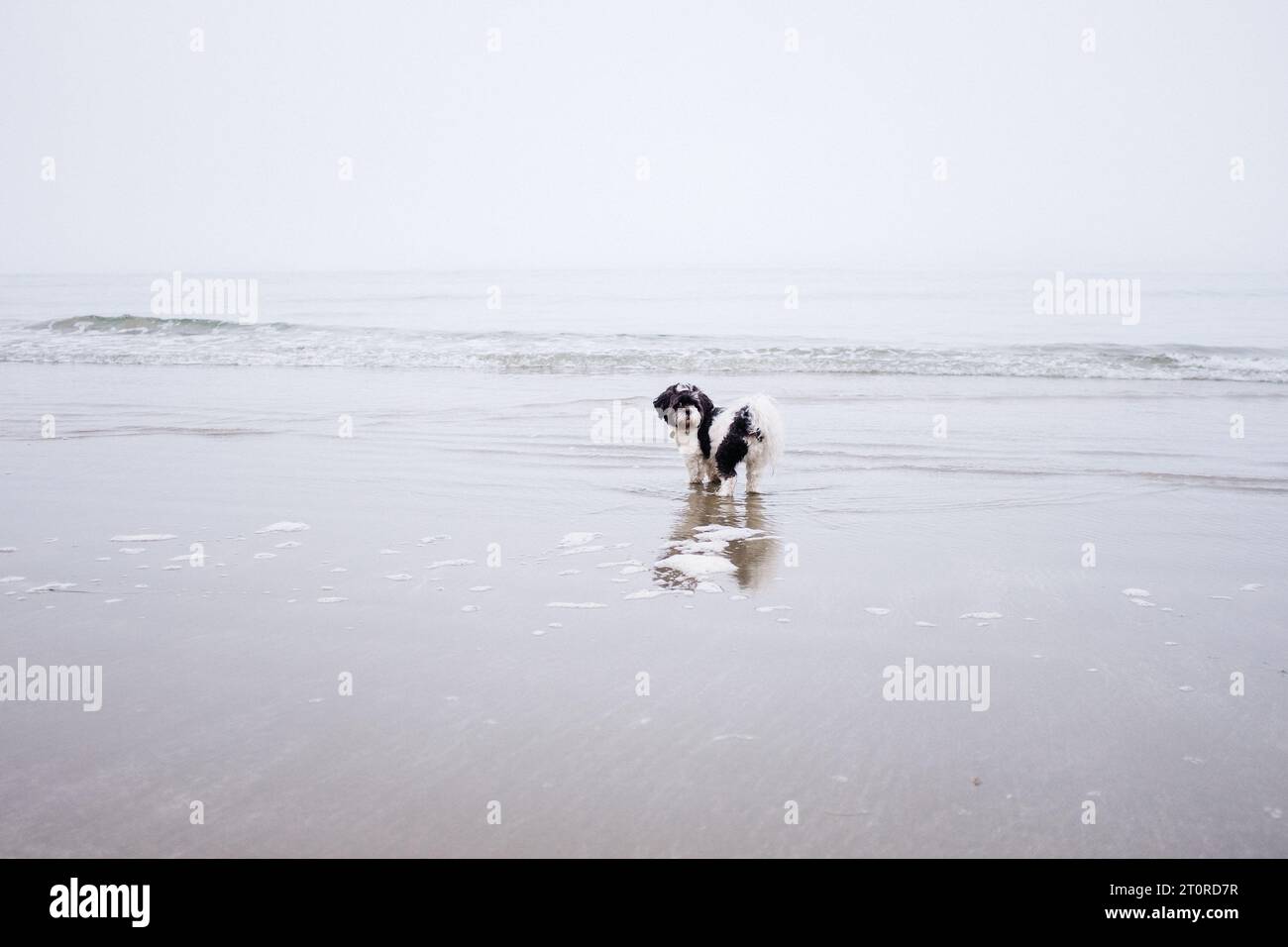 A lovely Shih Tzu on the beach Stock Photo - Alamy