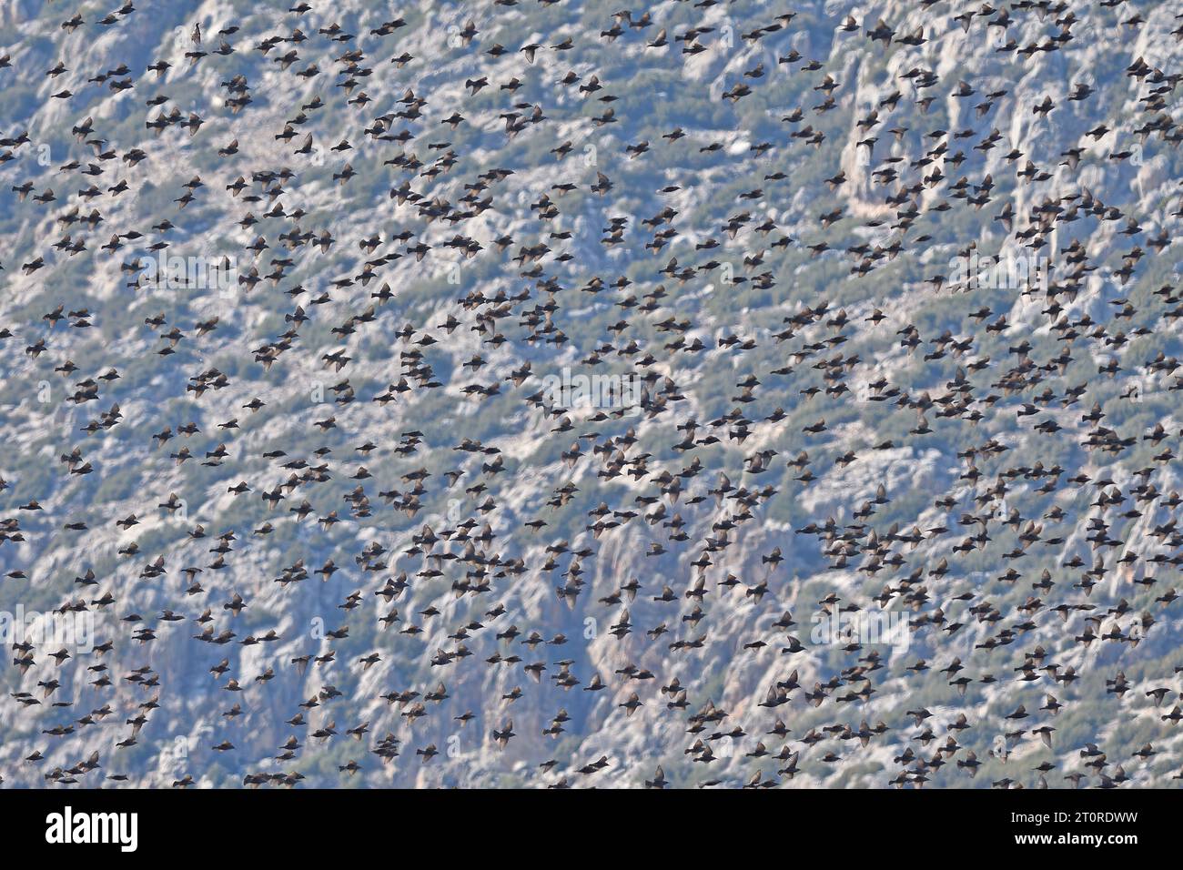 A large flock of Common Starlings (Sturnus vulgaris) also known as ...