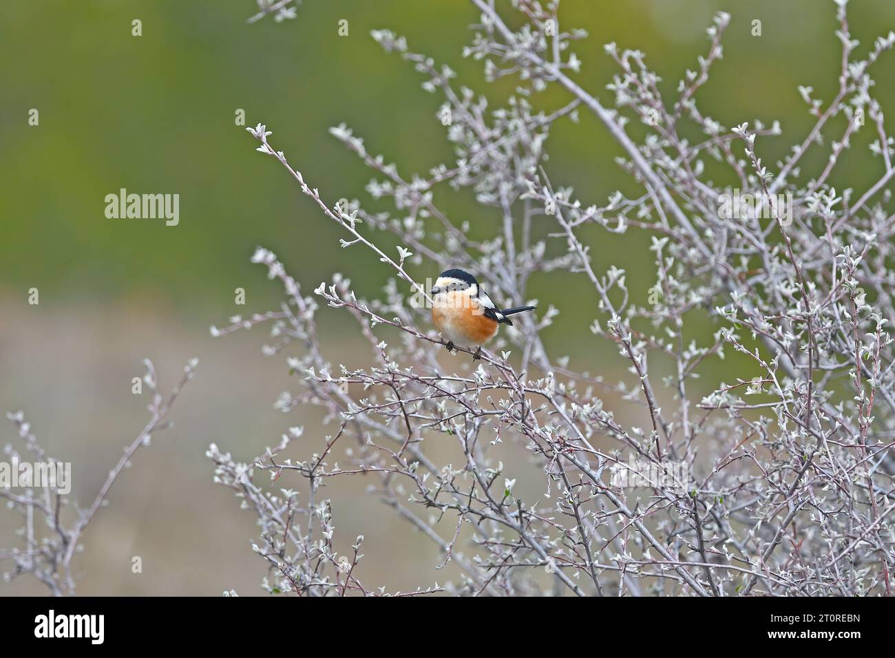 Cute little bird Masked Shrike. Green nature background Stock Photo - Alamy