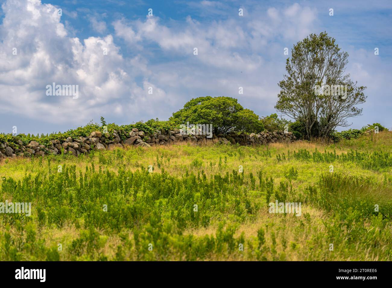 Open meadow along a Block Island, RI Greenway Trail Stock Photo - Alamy