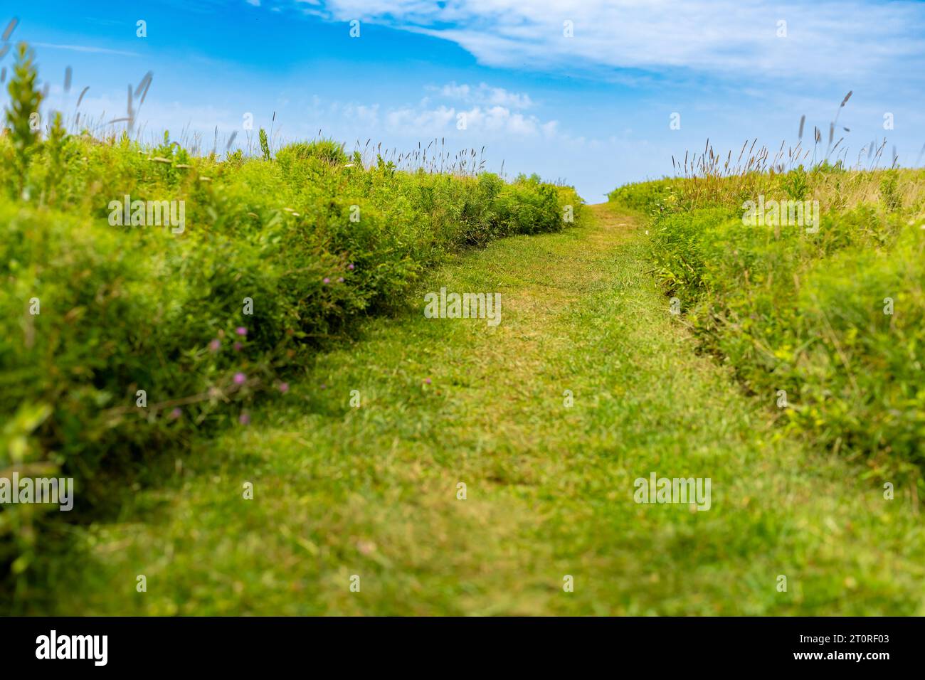 Open Meadow