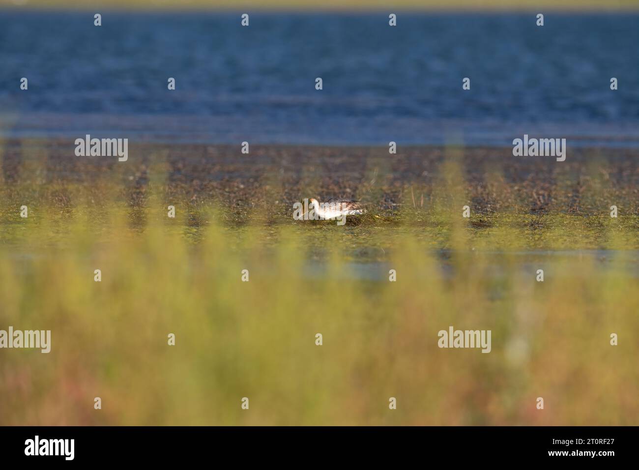 Great Crested Grebe (Podiceps cristatus) nesting on aquatic plants in ...