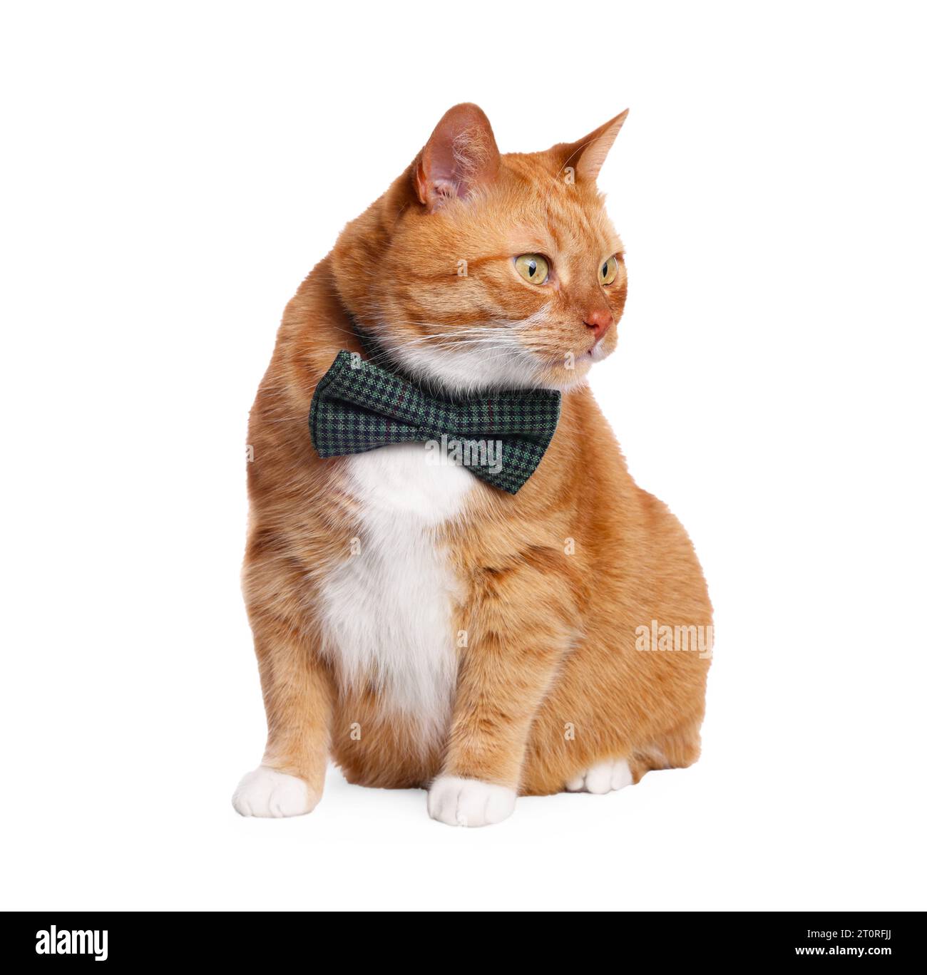 Cute cat with bow tie isolated on white Stock Photo - Alamy