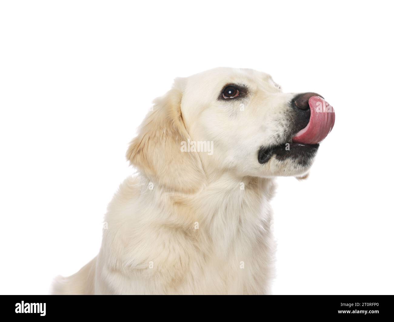 Cute Labrador Retriever showing tongue on white background Stock Photo ...