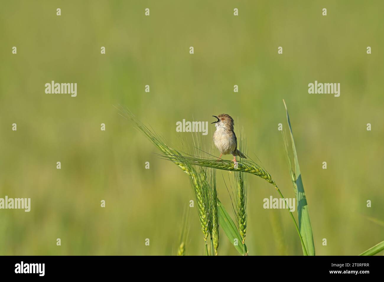 Delicate Prinia sitting on an ear of wheat, Prinia lepida Stock Photo ...