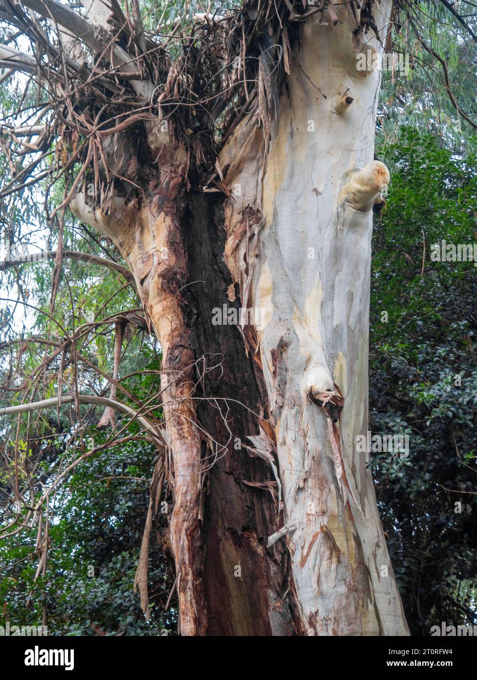 Split trunk of a large tree. Splintered wood. Powerful trunk. A huge ...