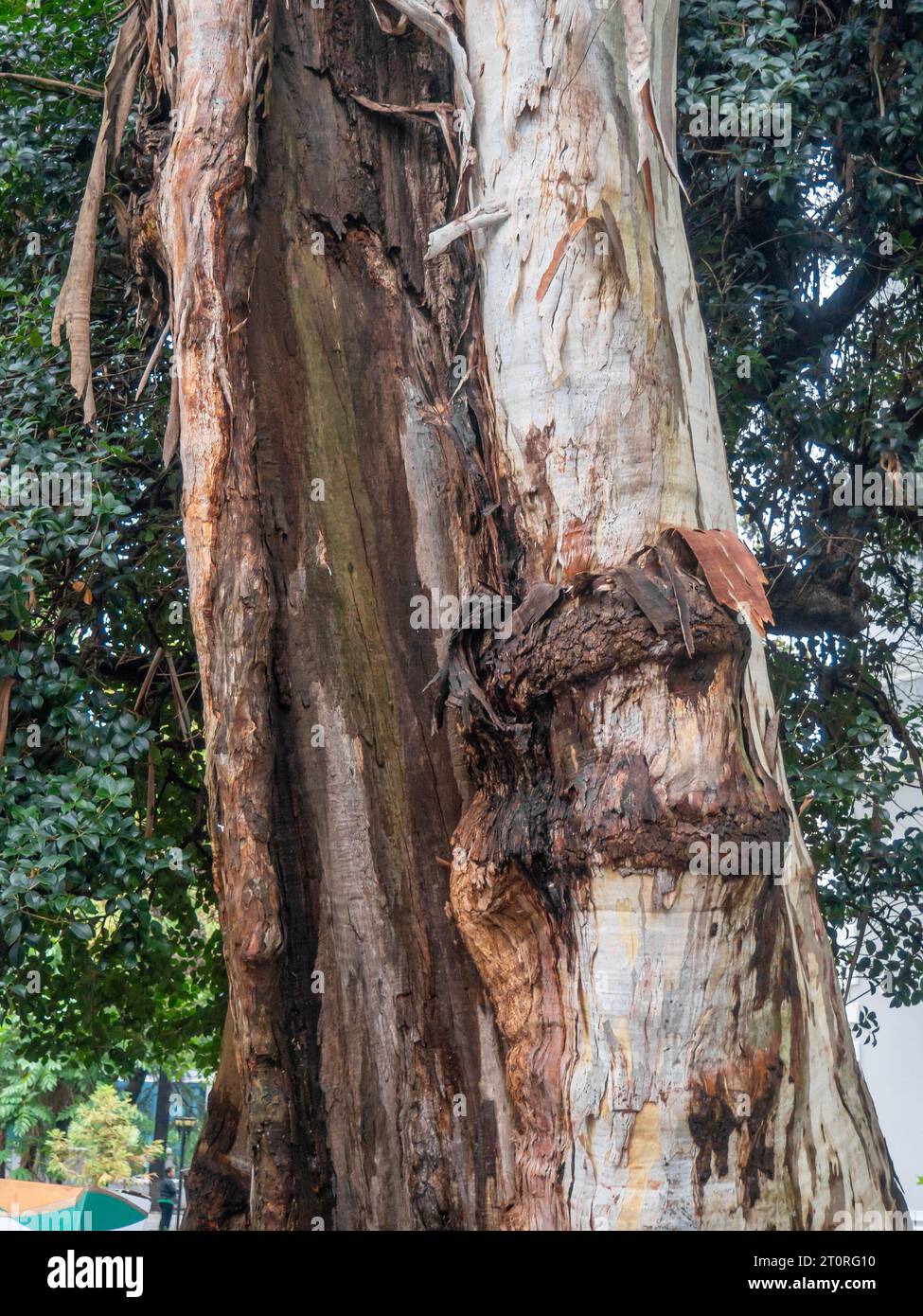 Split trunk of a large tree. Splintered wood. Powerful trunk. A huge ...