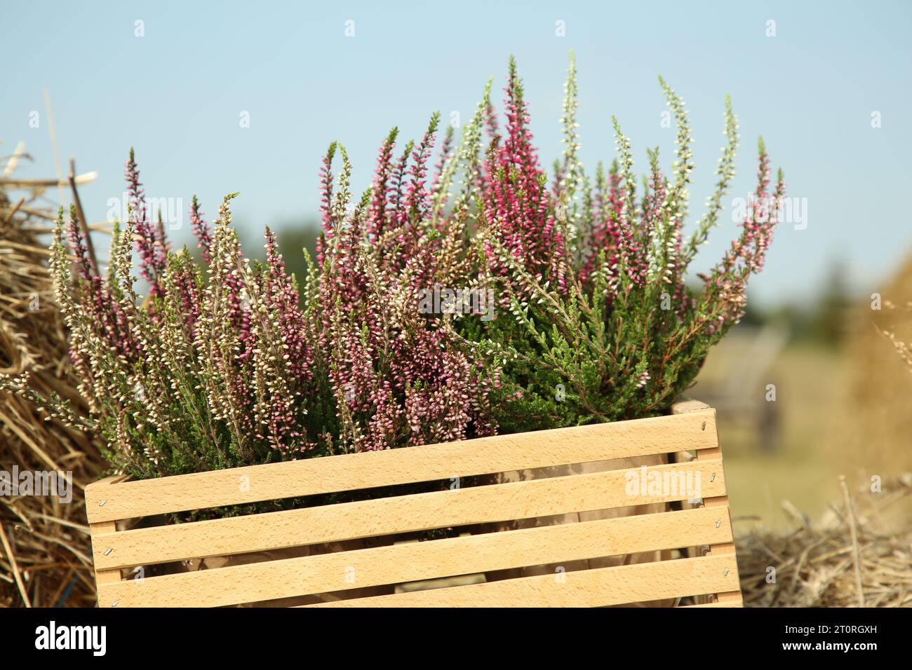 Beautiful heather flowers in crate on hay outdoors Stock Photo - Alamy