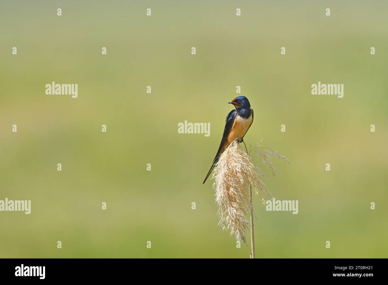 Barn Swallow (Hirundo rustica) standing on a dry sedge plant Stock ...