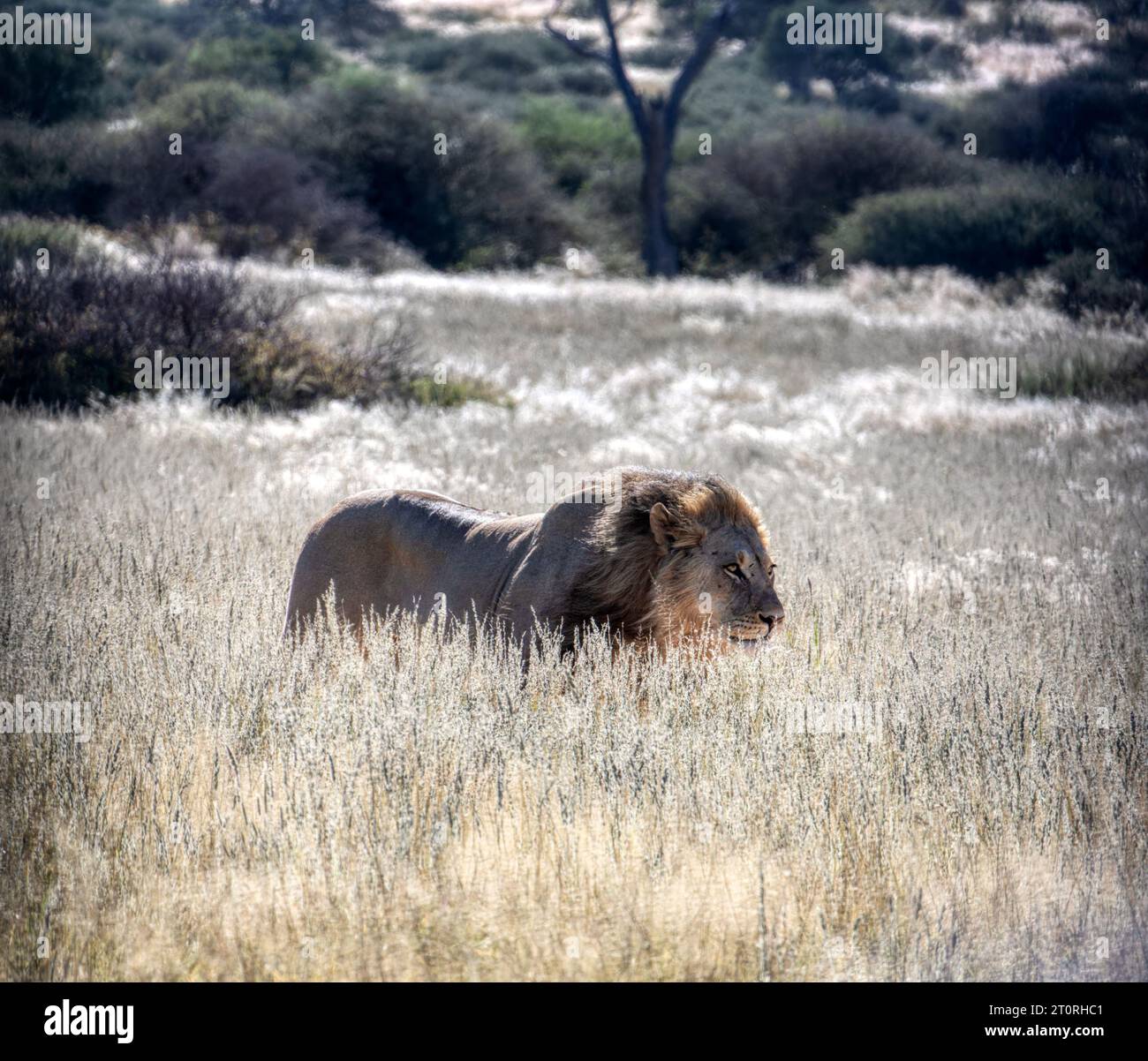 lion with battle scars walking in the tall grass of the savannah ...