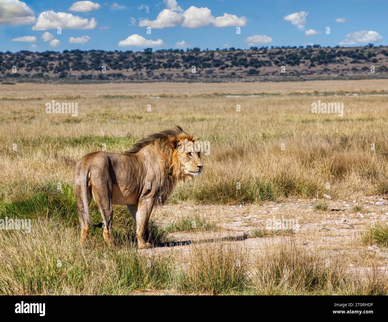 lion with battle scars walking in the tall grass of the savannah into ...