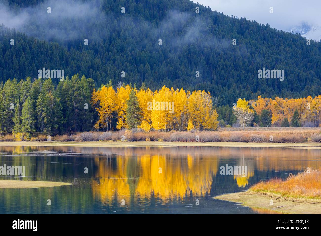 Aspen Trees in Peak Fall Color Stock Photo - Alamy
