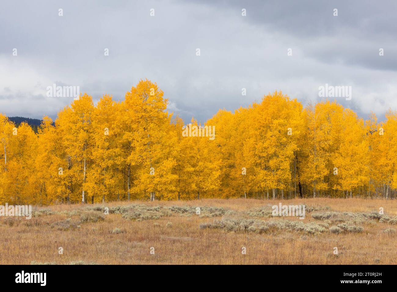 Stand of Aspen Trees in Peak Fall Color Stock Photo - Alamy