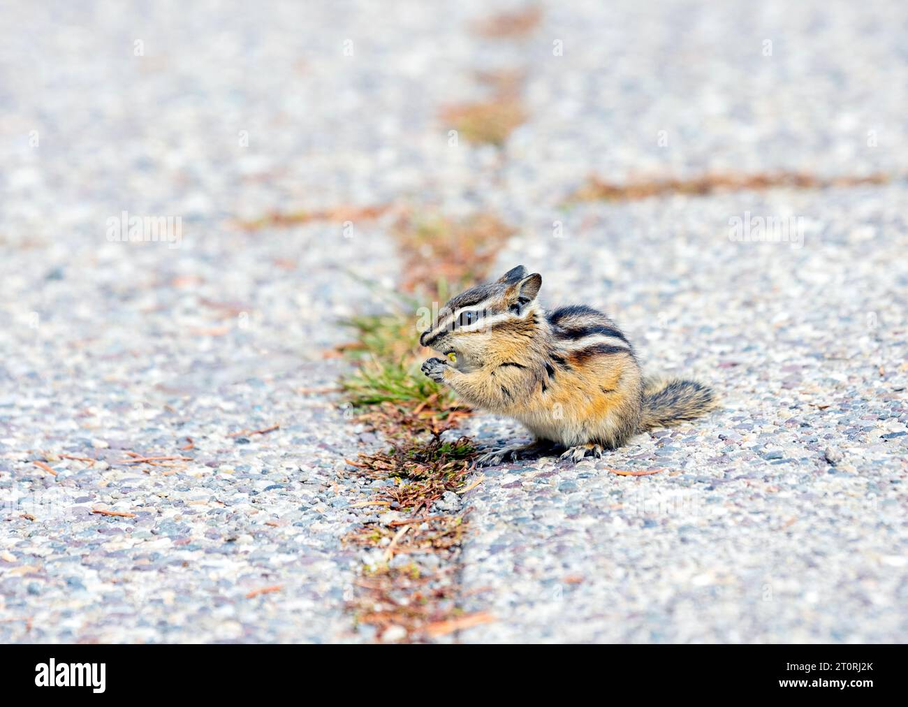 Ground chipmunk hi-res stock photography and images - Alamy