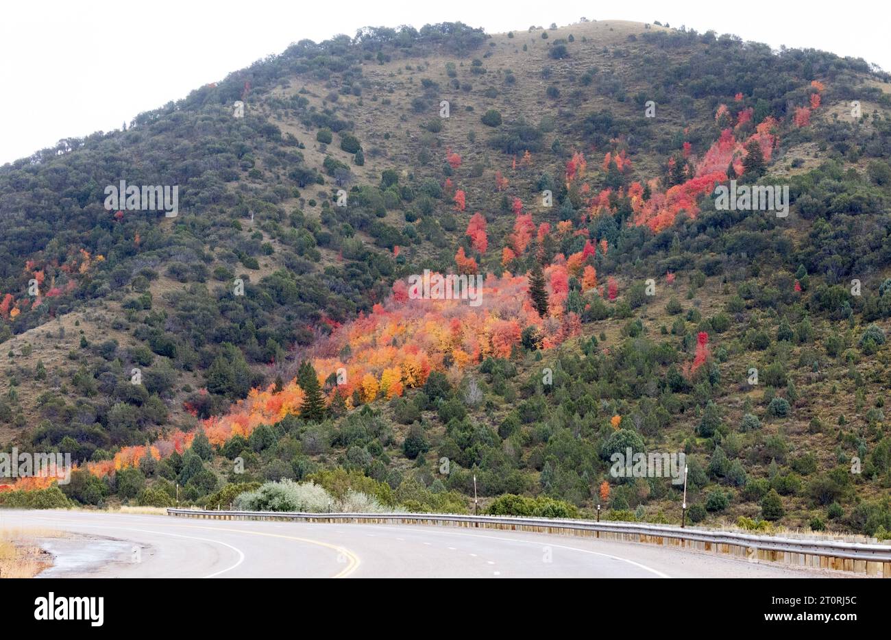 Fall colors red yellow orange on hillside Stock Photo - Alamy
