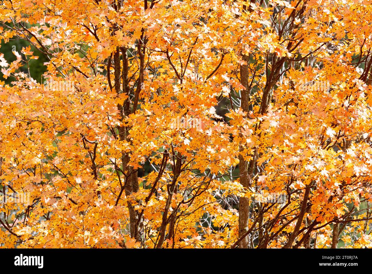 Maple Tree Fall Foliage Orange Leaves Stock Photo - Alamy