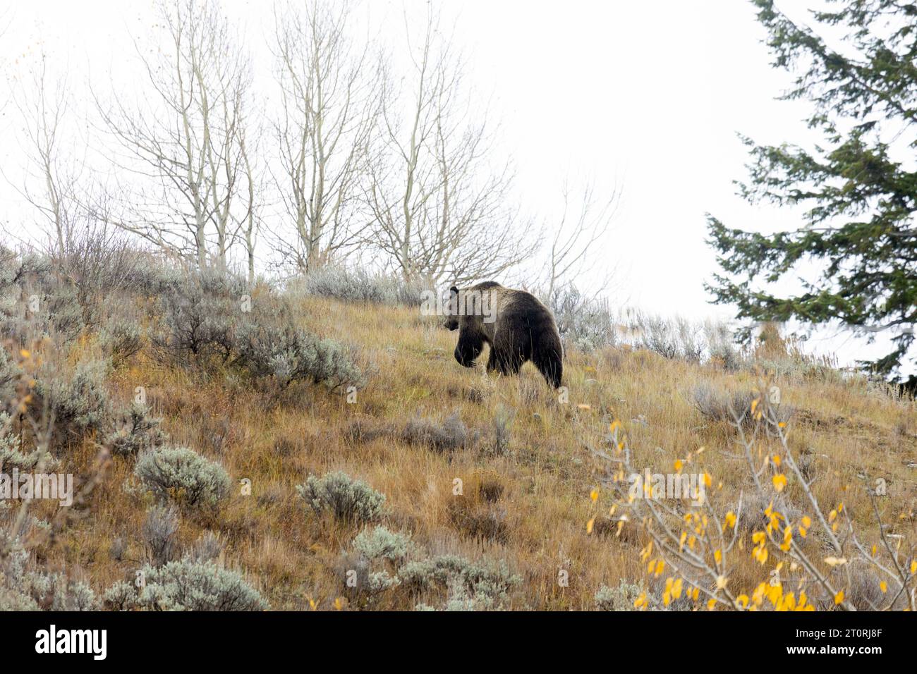 Grizzly Bear Sow Walking up Hill Stock Photo - Alamy
