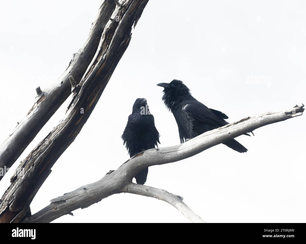 Two ravens hi-res stock photography and images - Alamy