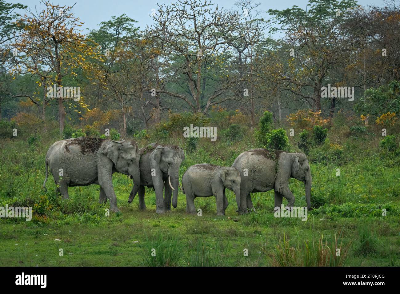 Elephant herd against a backdrop of terai forest during spring season ...