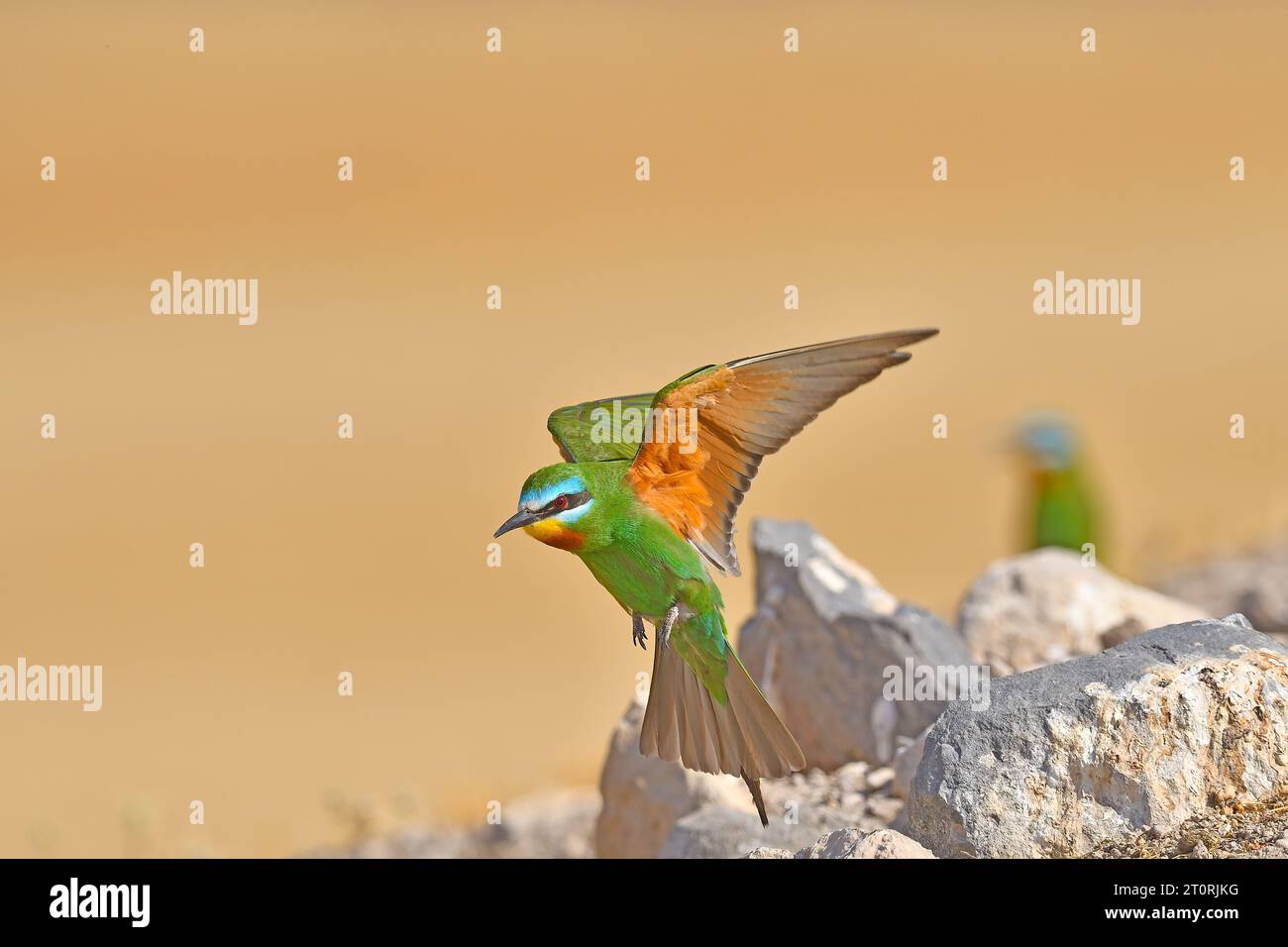 Blue-cheeked bee-eater sitting on a rock. Merops persicus Stock Photo ...