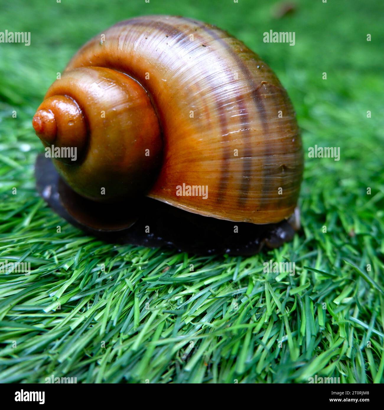 Snail trace hi-res stock photography and images - Alamy