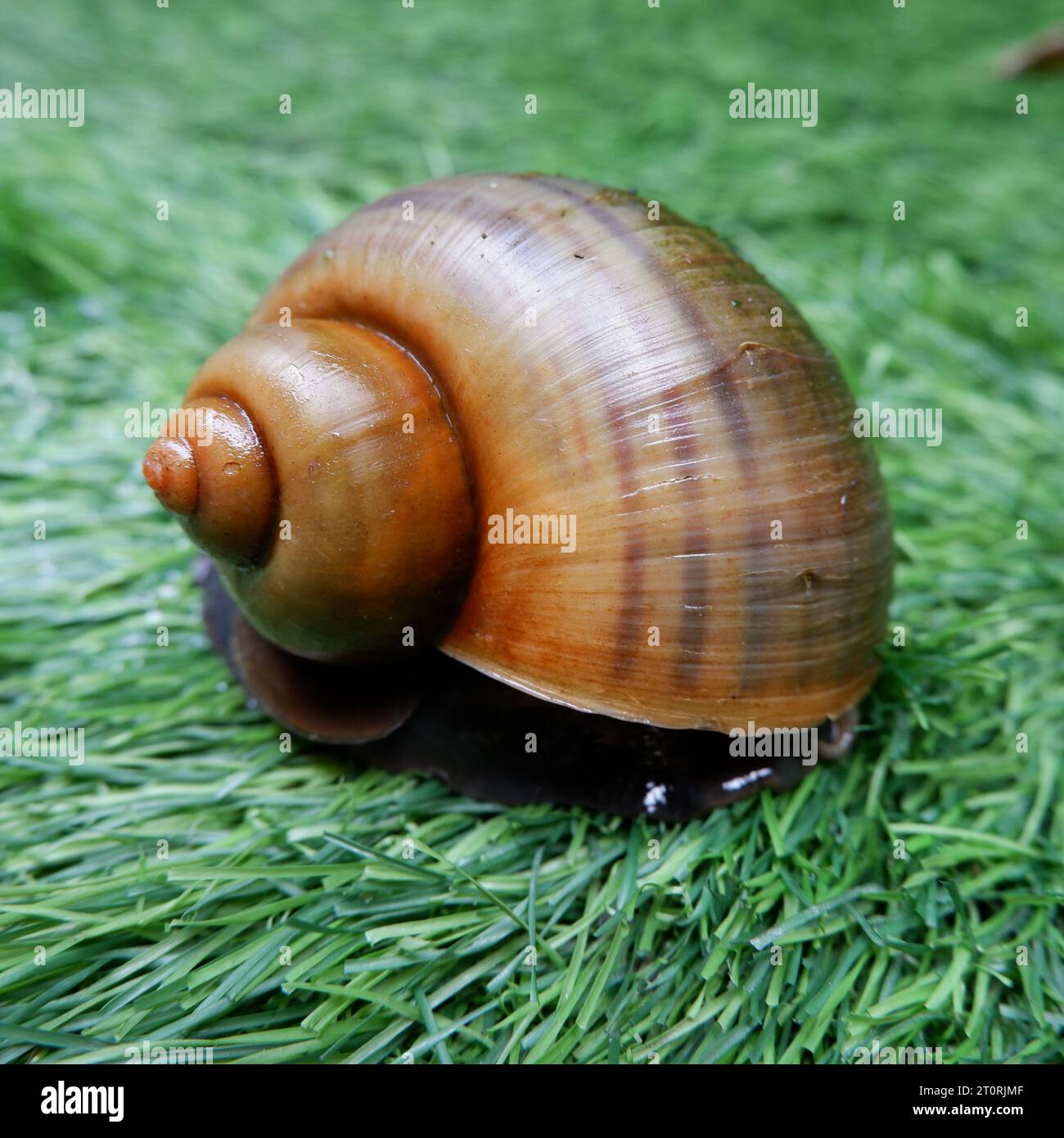 Snail trace hi-res stock photography and images - Alamy