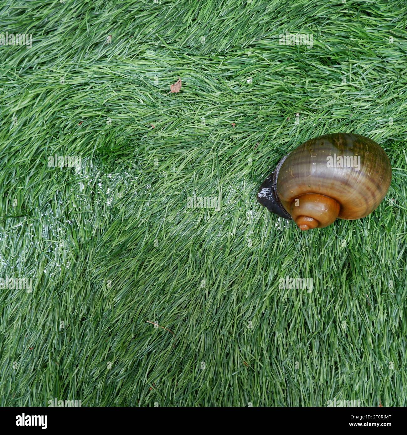 Snail trace hi-res stock photography and images - Alamy