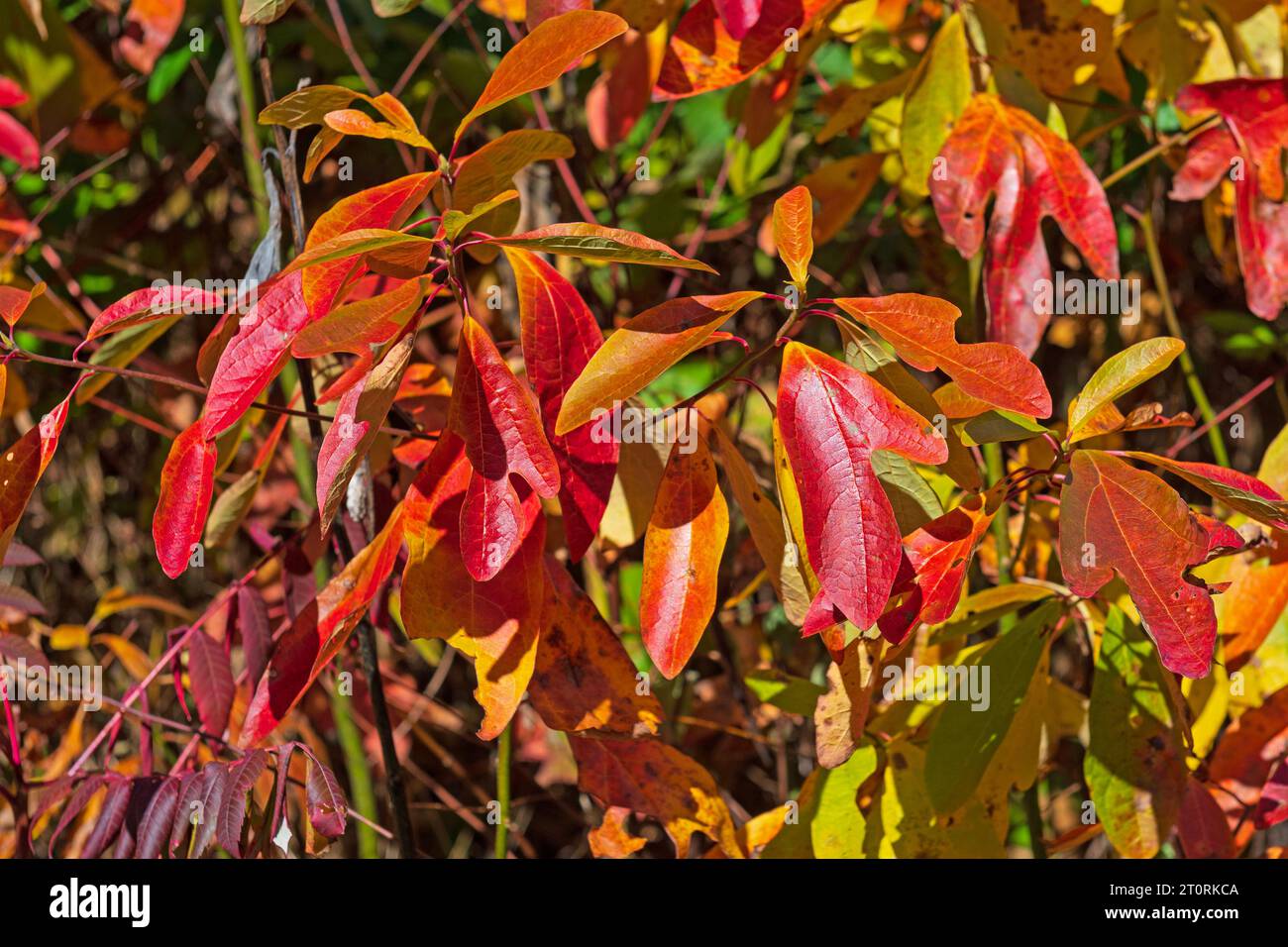 Sassafras Tree Leaves in the Fall Along the Blue Ridge Parkway in ...
