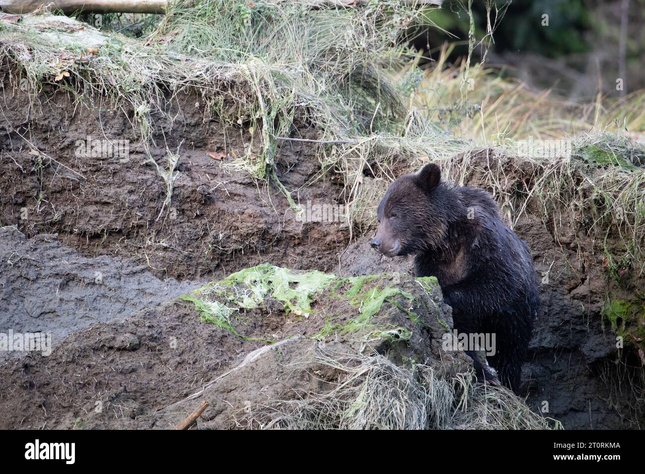 Grizzly bear cub playing around a mud bank in Khutze River, near Khutze ...