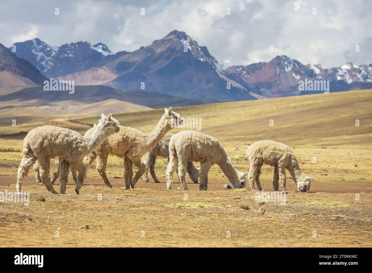 Peruvian alpaca in Andes, Peru, South America Stock Photo - Alamy