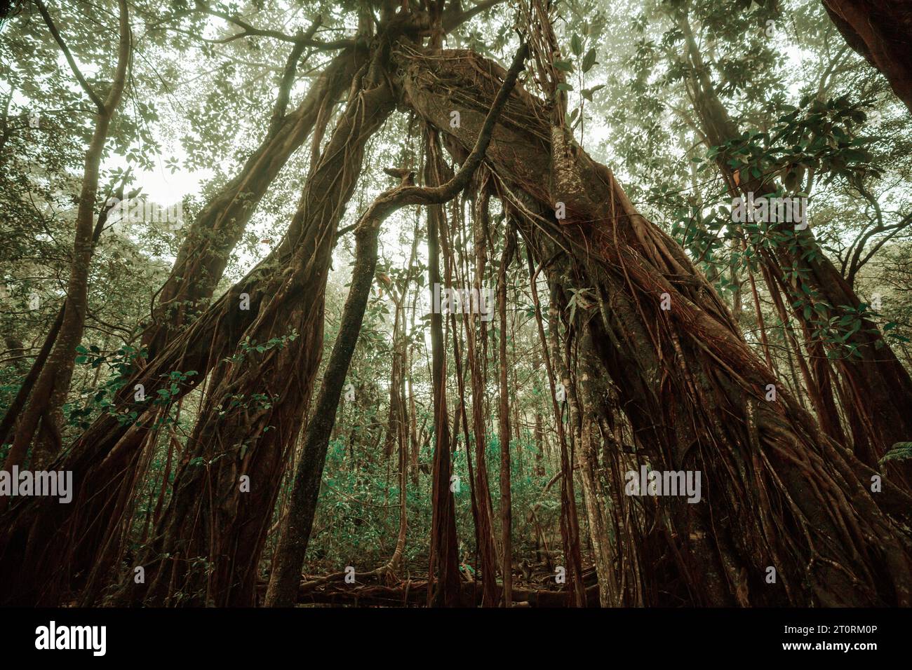 Big banyan tree on Sri Lanka Stock Photo - Alamy