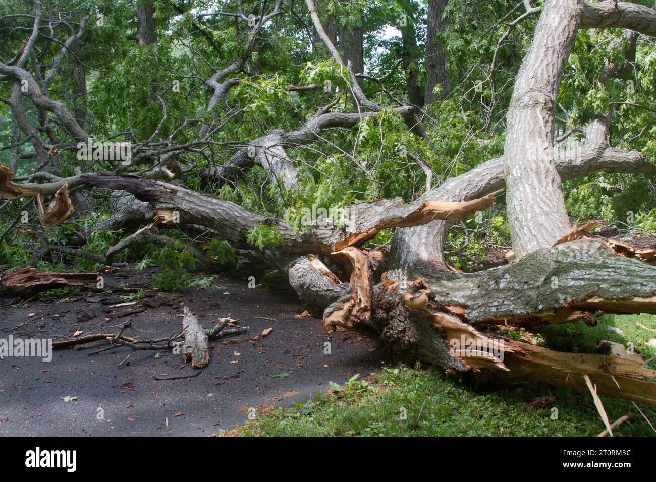 A Huge Live Oak Tree Falls Apart And Shatters Across A Narrow Road Completely Blocking It Stock