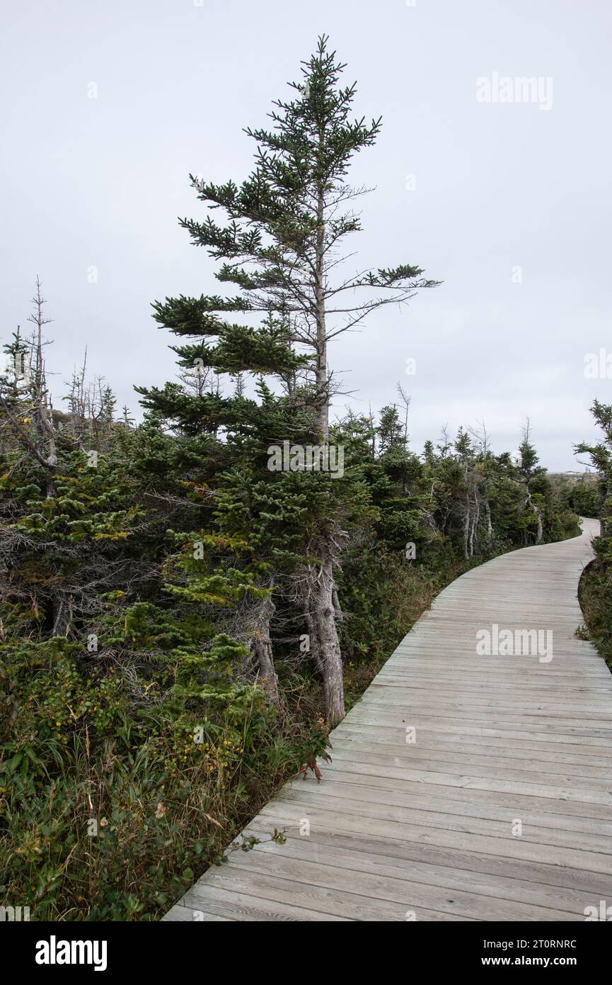 Flag and tree hi-res stock photography and images - Alamy