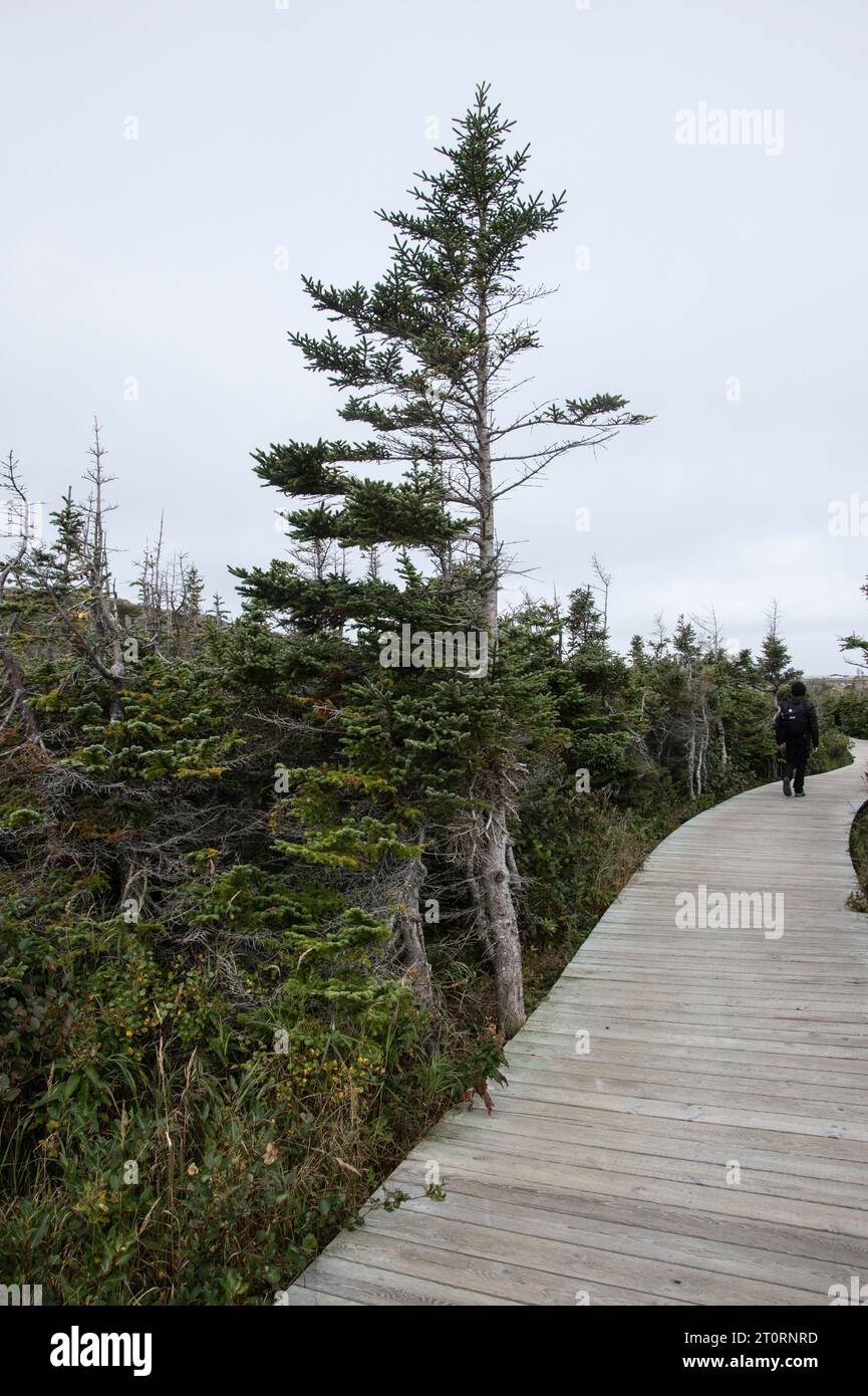 Flag tree beside the boardwalk in L’Anse aux Meadows, Newfoundland ...