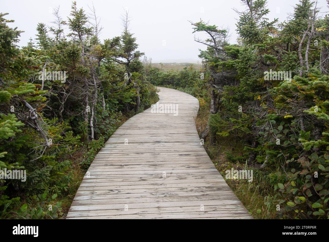 Wooden boardwalk in L’Anse aux Meadows, Newfoundland & Labrador, Canada ...