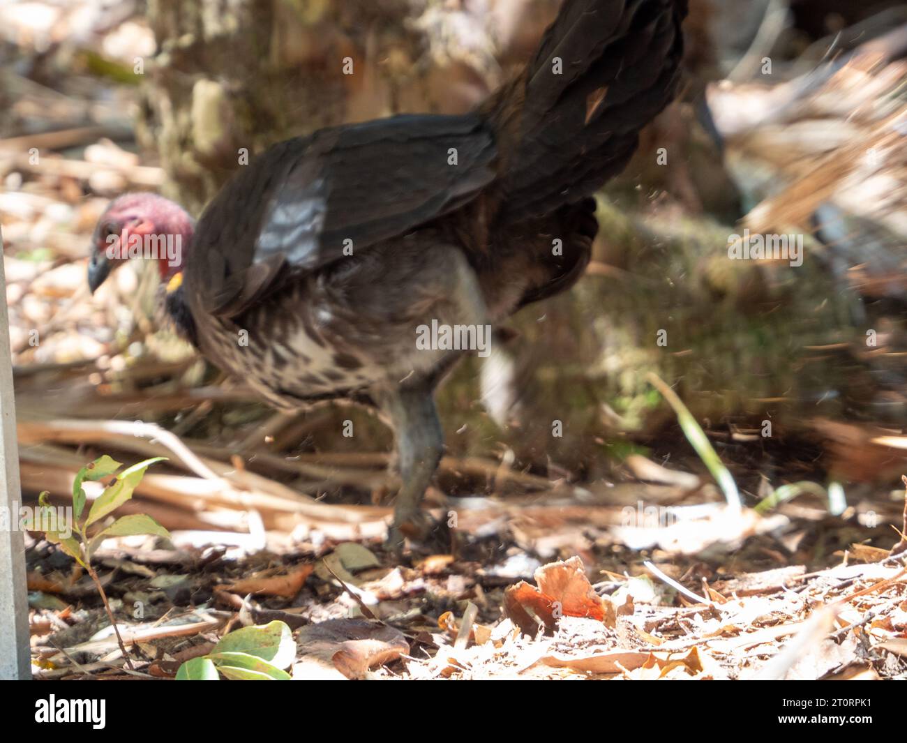 Mulch nest hi-res stock photography and images - Alamy