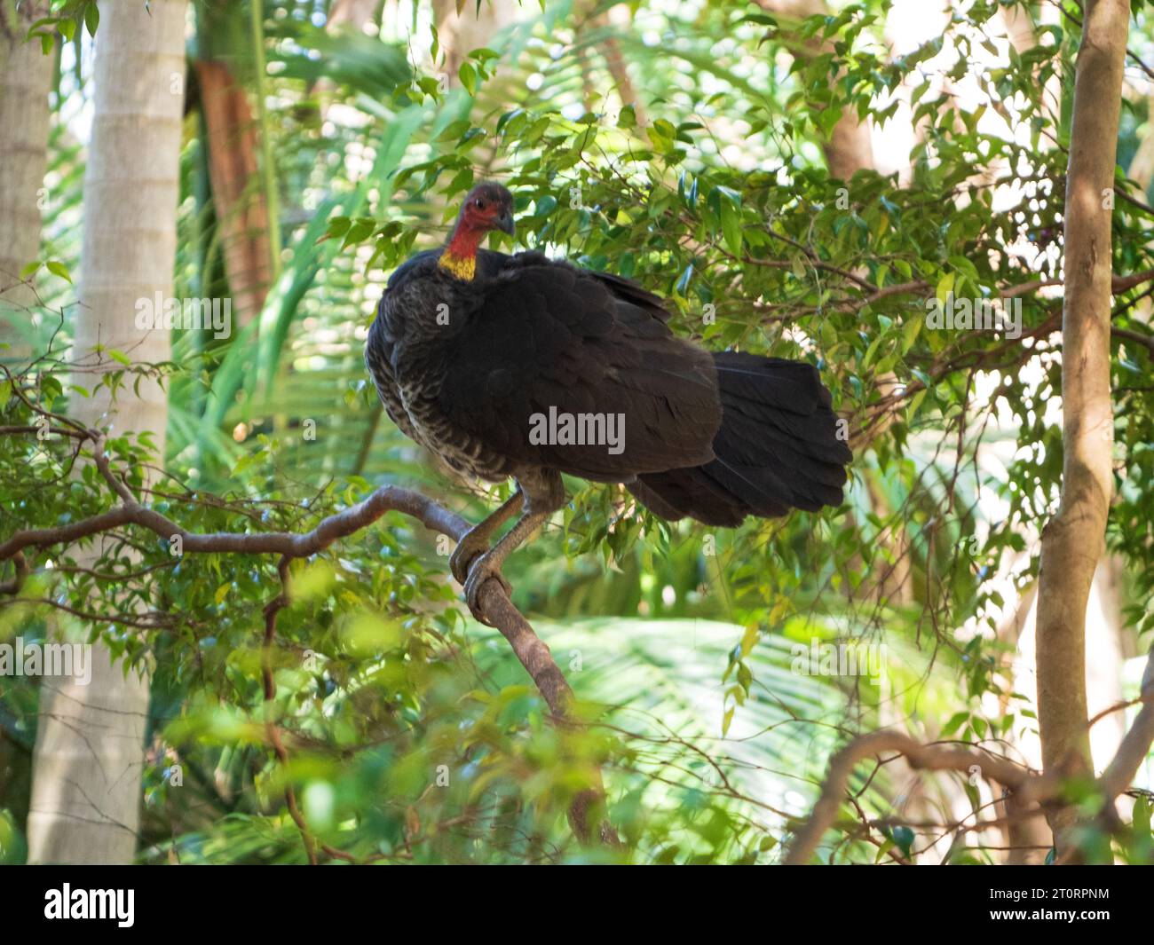 Mound spring australia hi-res stock photography and images - Alamy