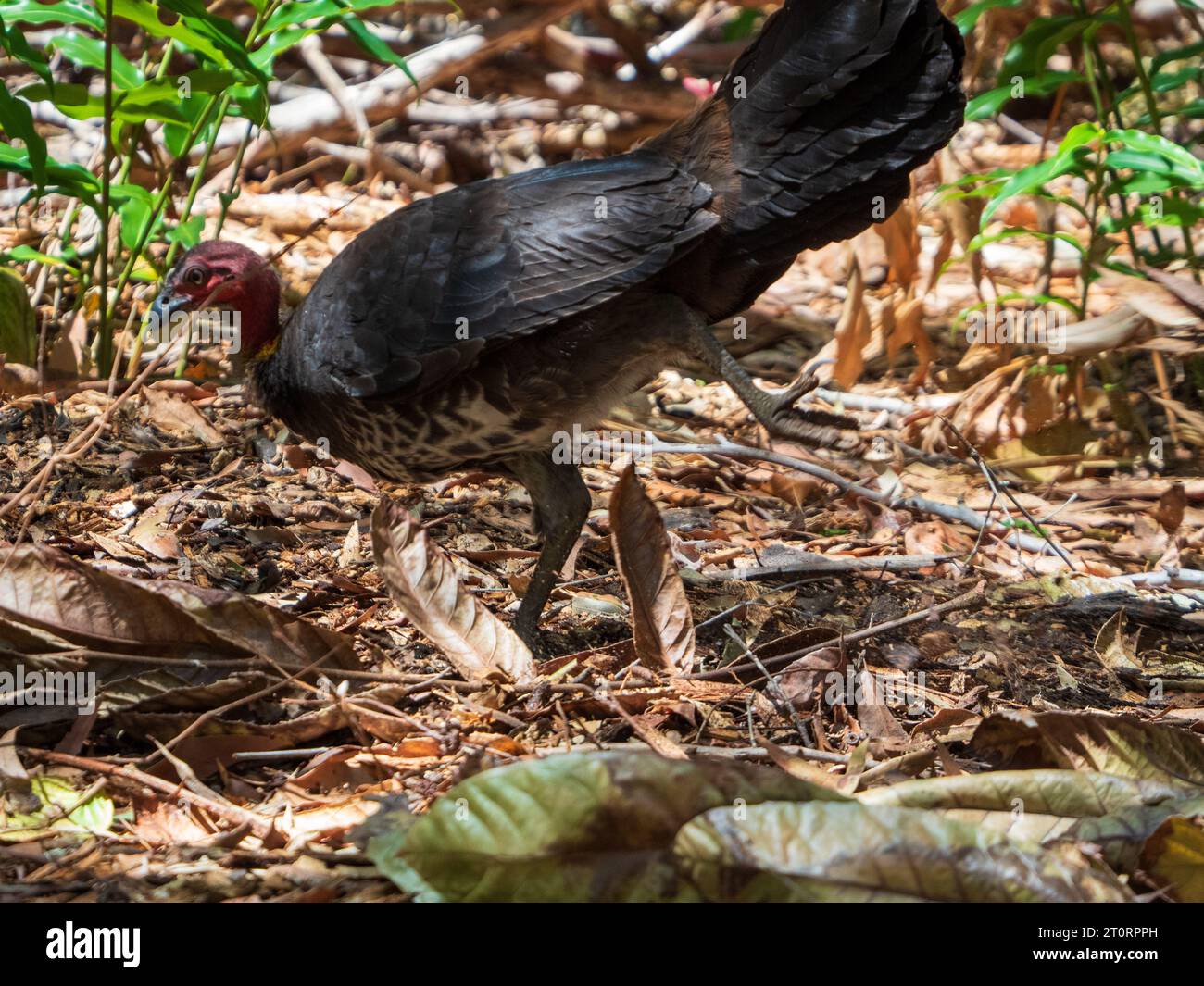 A Bush or Brush Turkey in action digging its mound, dirt mulch and ...