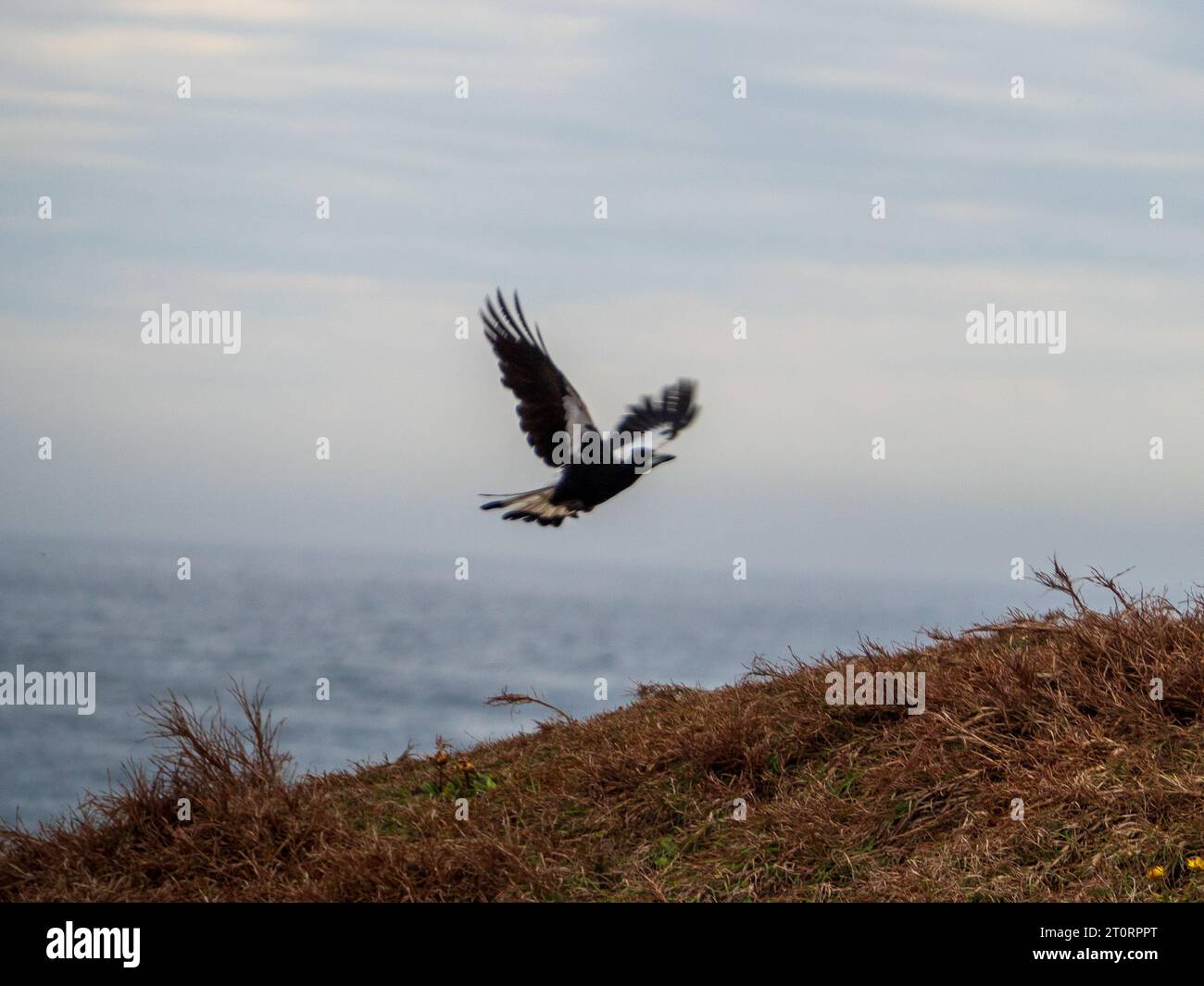 Australian magpie swooping hi-res stock photography and images - Alamy